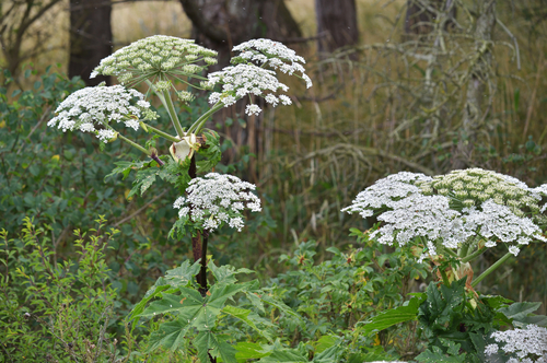 Giant Hogweed: Signs, symptoms and what to do if contact occurs